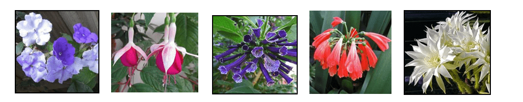 Ivanhoe Garden Club | 2021!