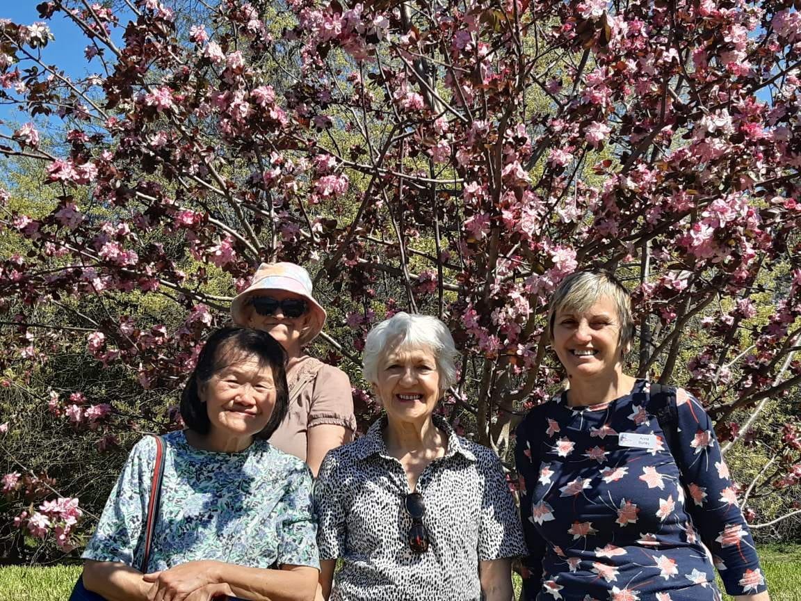 Ivanhoe Garden Club | Club Garden Walk – Cherry Blossom!